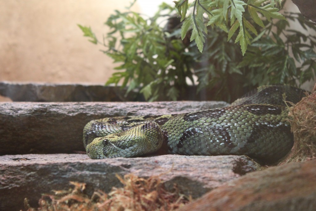 3 Ethiopian Mountain Viper – The Ohrns